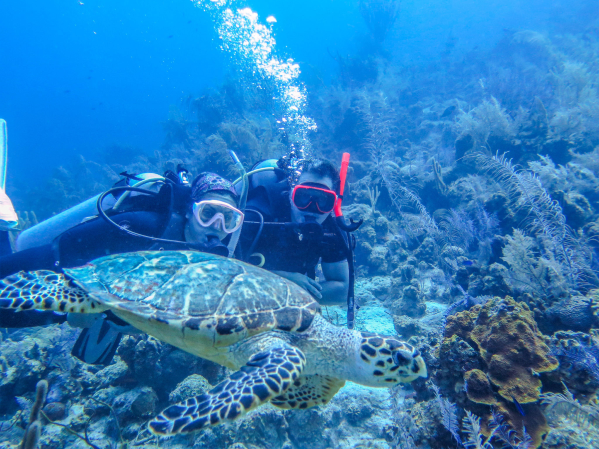 World Class Diving In Grand Turk – Love Villas – Grand Turk, Turks And ...